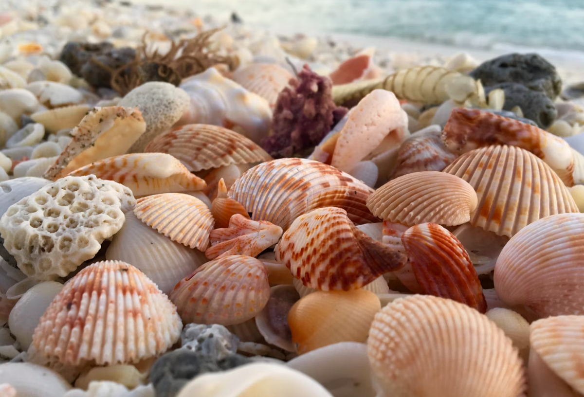 Shelling Beaches Near Me: Emerald Isle’s Sand Treasures - Spinnaker's ...